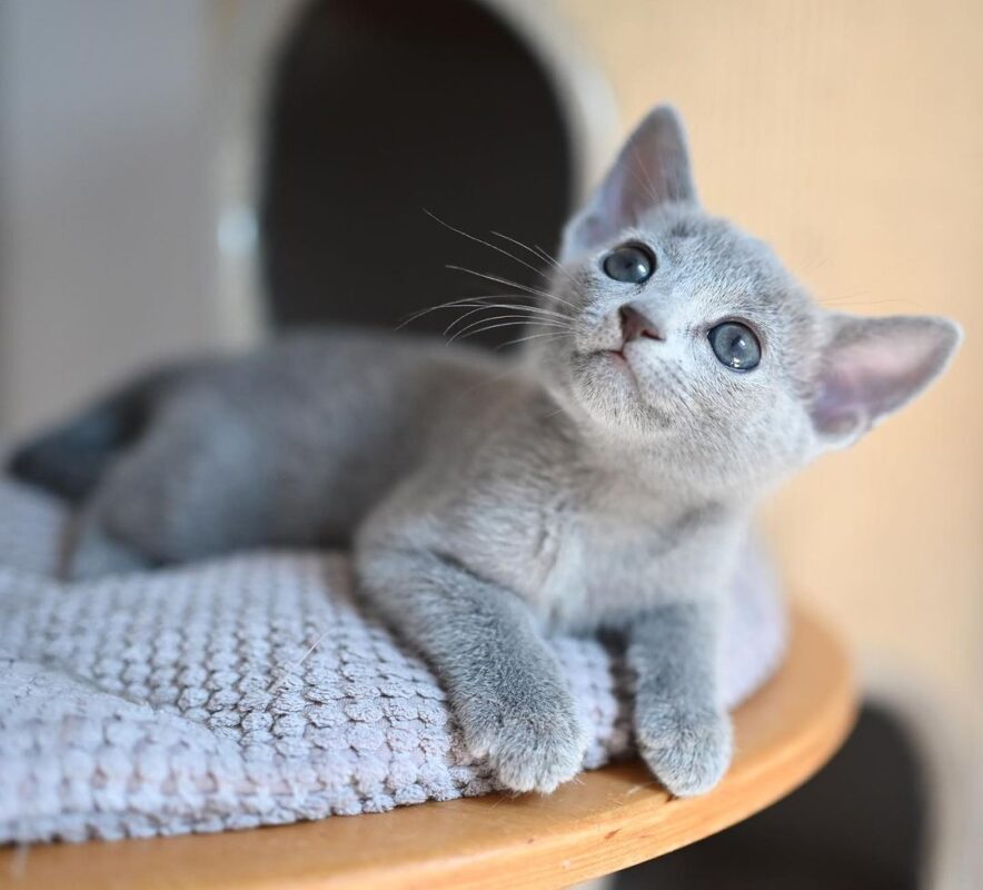 Purebred Male Russian Blue Cat