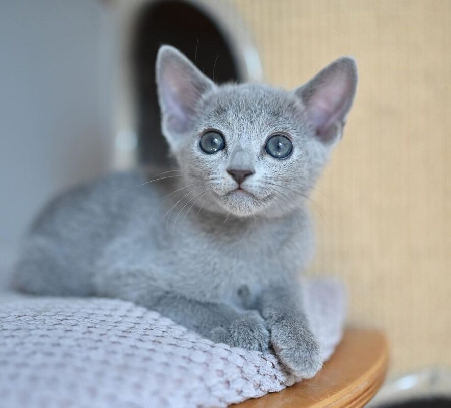 Purebred Male Russian Blue Cat