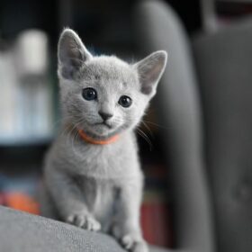 Buy Russian Blue Kittens – Healthy & Affectionate Russian Blue Kittens for Sale
