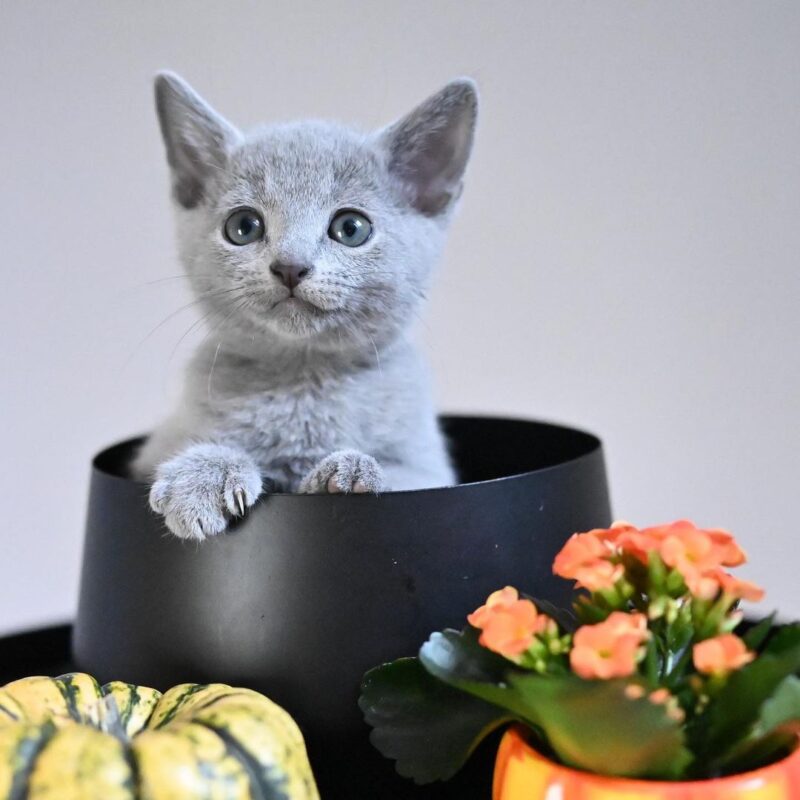 Buy Russian Blue Kittens – Healthy & Affectionate Russian Blue Kittens ...