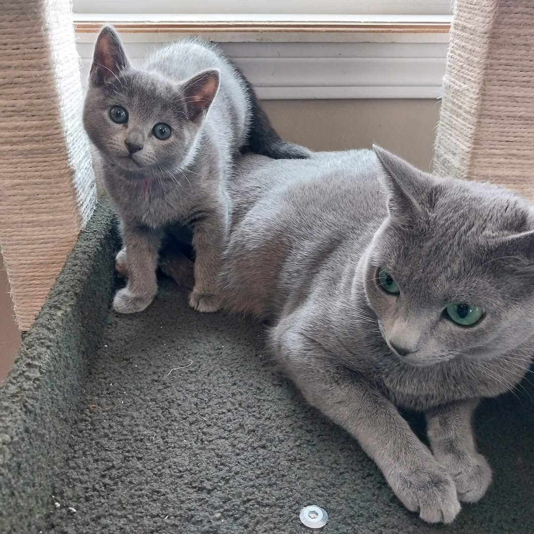 Buy Russian Blue kitten with shipping